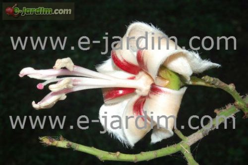 Ceiba erianthos / paineira-das-pedras :: e-jardim