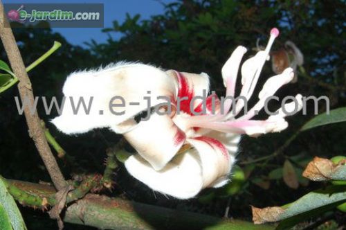 Ceiba erianthos / paineira-das-pedras :: e-jardim