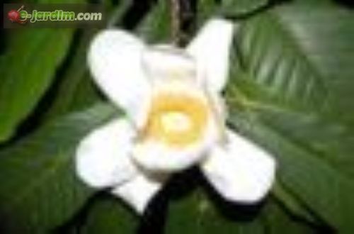 Gustavia speciosa / gustávia-de-flores-brancas :: e-jardim