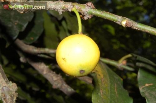 Garcinia brasiliensis / bacuripari-anão :: e-jardim