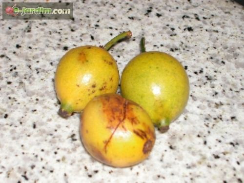 Garcinia macrophylla / bacuripari-verdadeiro :: e-jardim