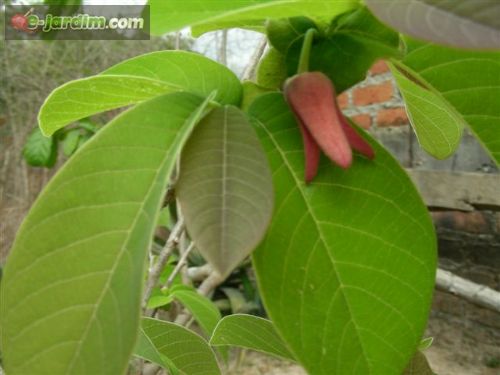 Annona macroprophyllata (=A. diversifolia) / ilama :: e-jardim
