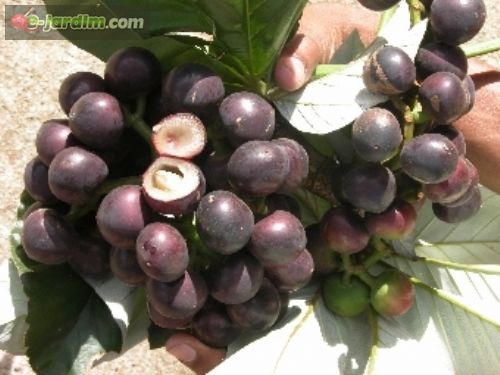 Pourouma cecropiifolia / mapati ou uva-da-amazônia :: e-jardim
