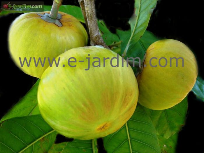 Pouteria sp. nv. / sapota-ross (Ross sapote) :: e-jardim